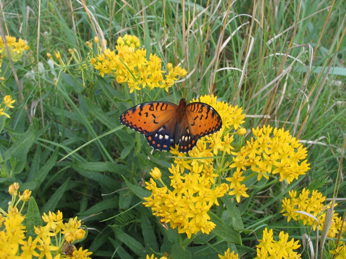 Plant Profiles: Butterfly Milkweed - Dyck Arboretum