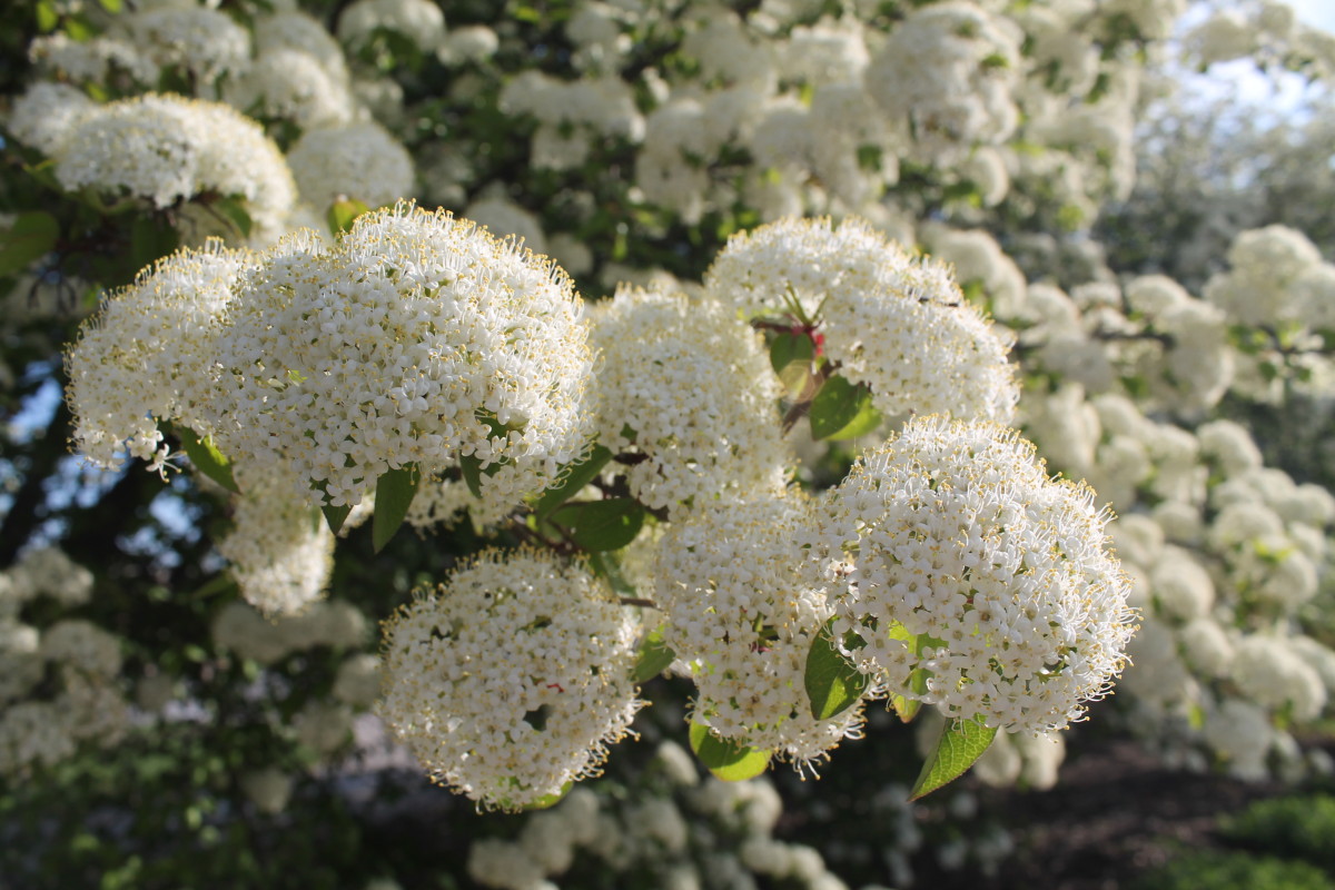 kansas native plants Archives - Dyck Arboretum