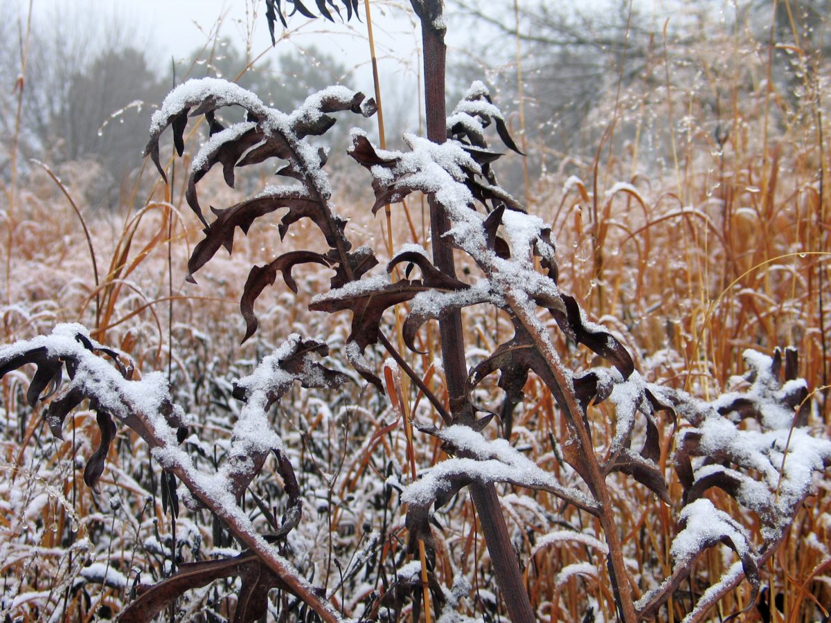 Attracting Wildlife Through the Winter - Dyck Arboretum