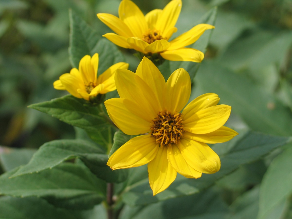 Kansas is the Sunflower State - Dyck Arboretum