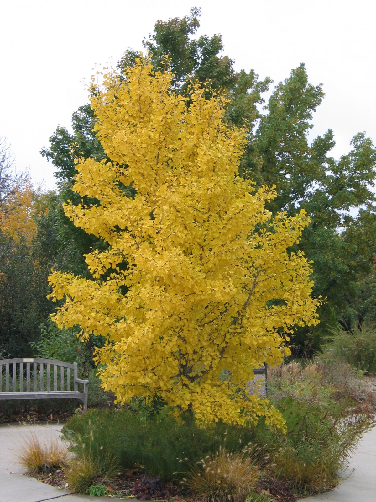 What to Do with Those Leaves, Leaves, Leaves. - Dyck Arboretum
