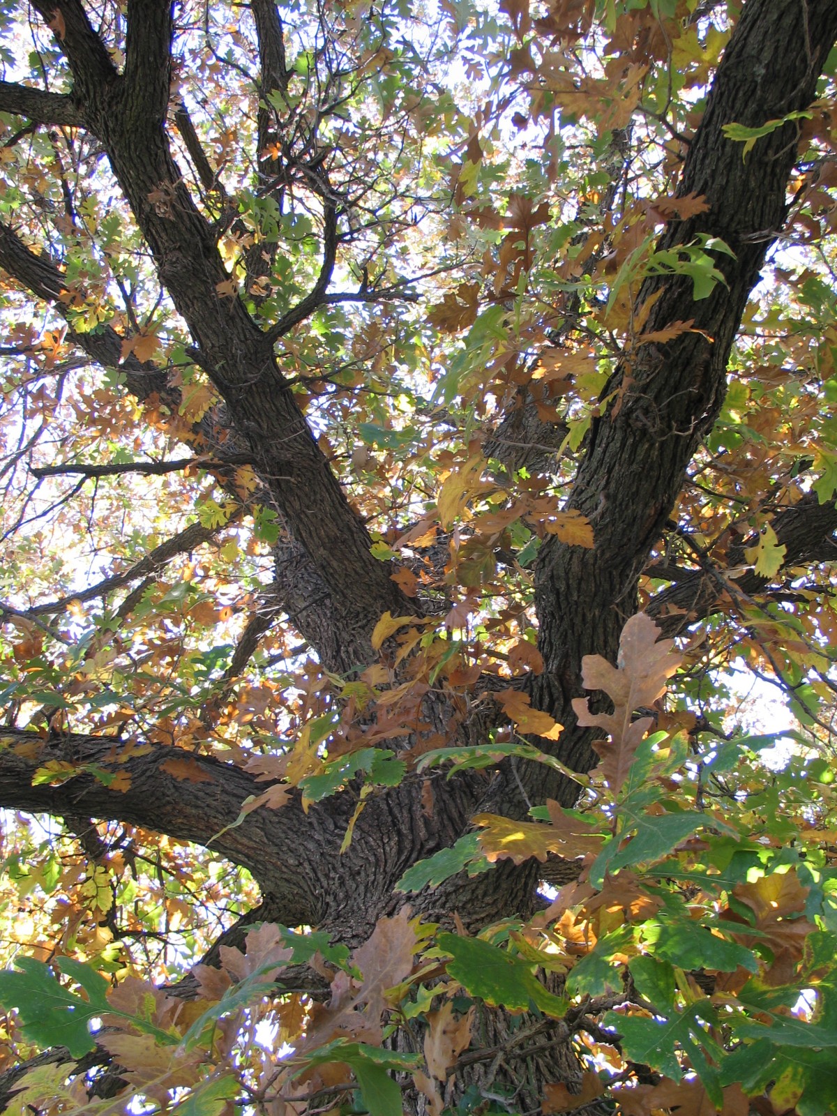 Kansas trees Archives - Dyck Arboretum