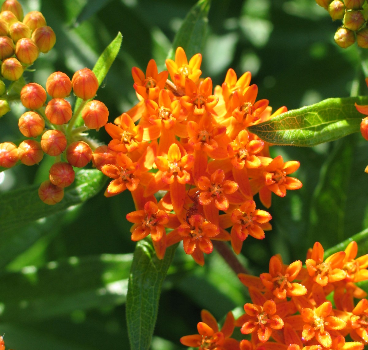 Plant Profiles: Butterfly Milkweed - Dyck Arboretum