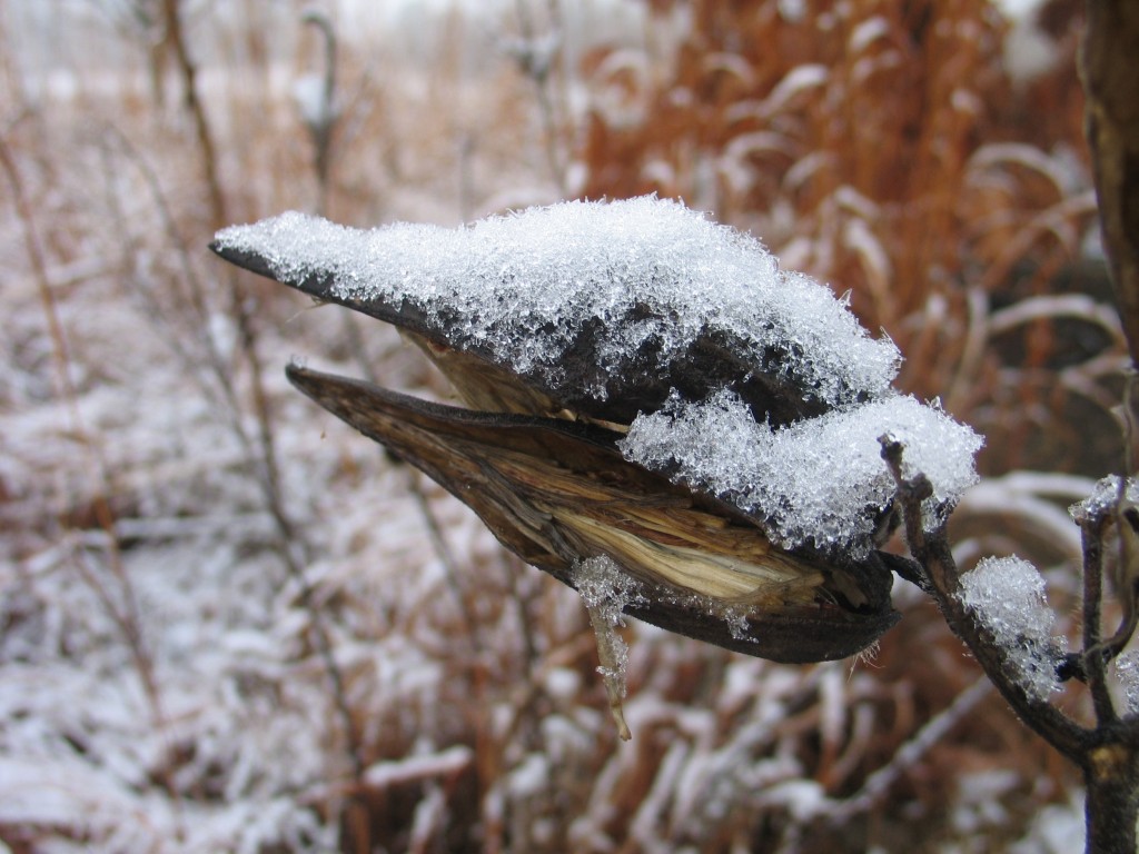 Winter Prairie - Dyck Arboretum