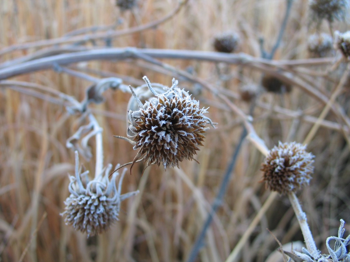 Winter Prairie - Dyck Arboretum