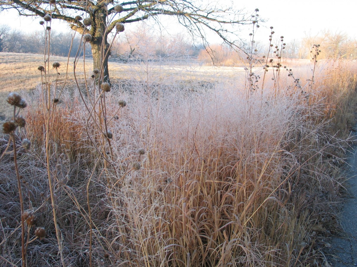 Winter Prairie - Dyck Arboretum