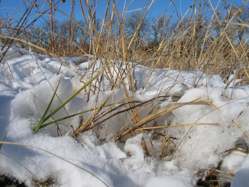 Winter Prairie - Dyck Arboretum