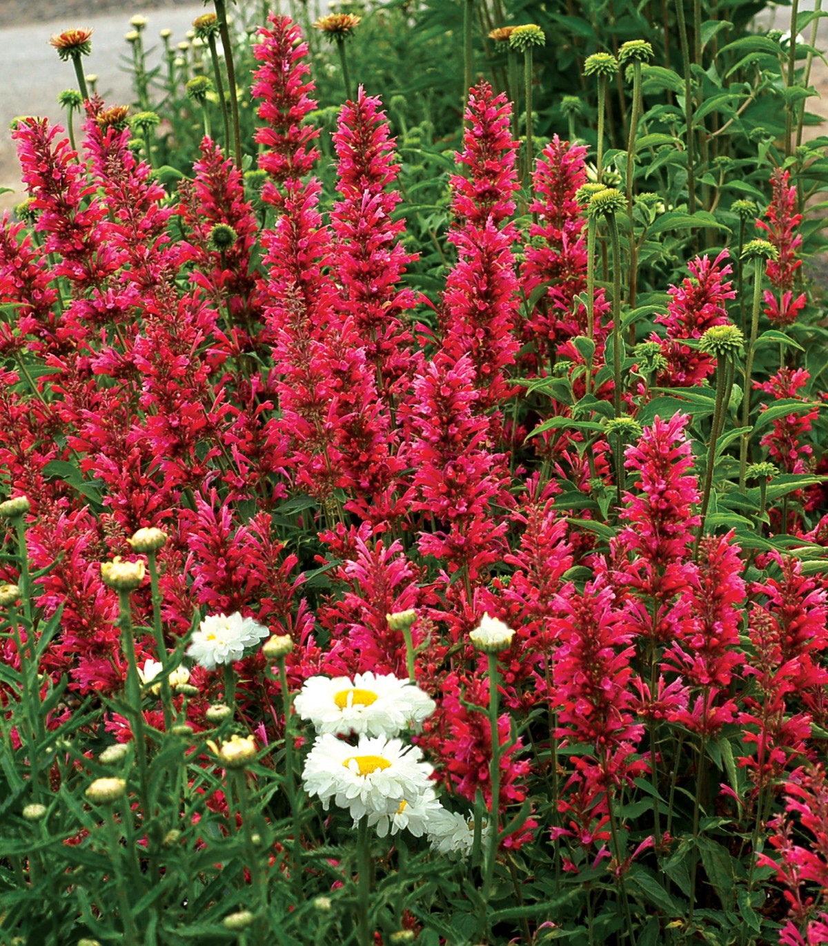 Scott’s Top Ten Sun-Loving Plants for Spring 2015 - Dyck Arboretum