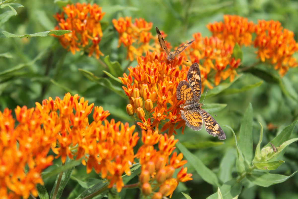 Five Reasons Why Fall is for Planting - Dyck Arboretum