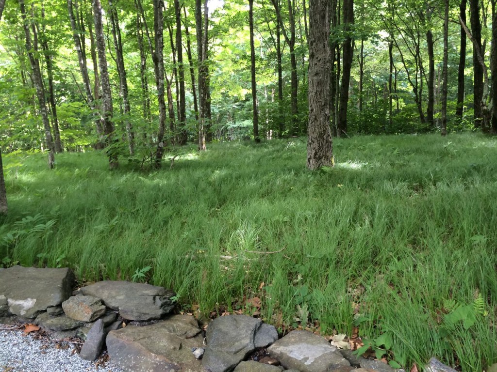 Three Native Sedges Made for the Shade - Dyck Arboretum