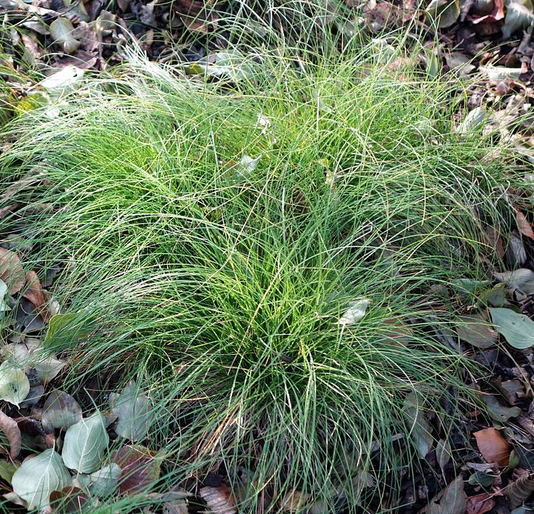 Three Native Sedges Made for the Shade - Dyck Arboretum