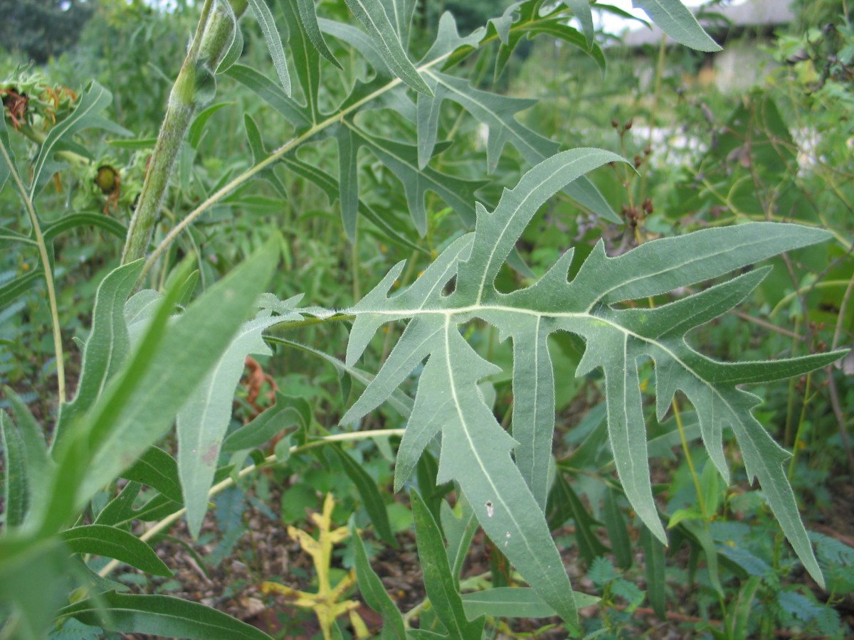 prairie dock Archives - Dyck Arboretum