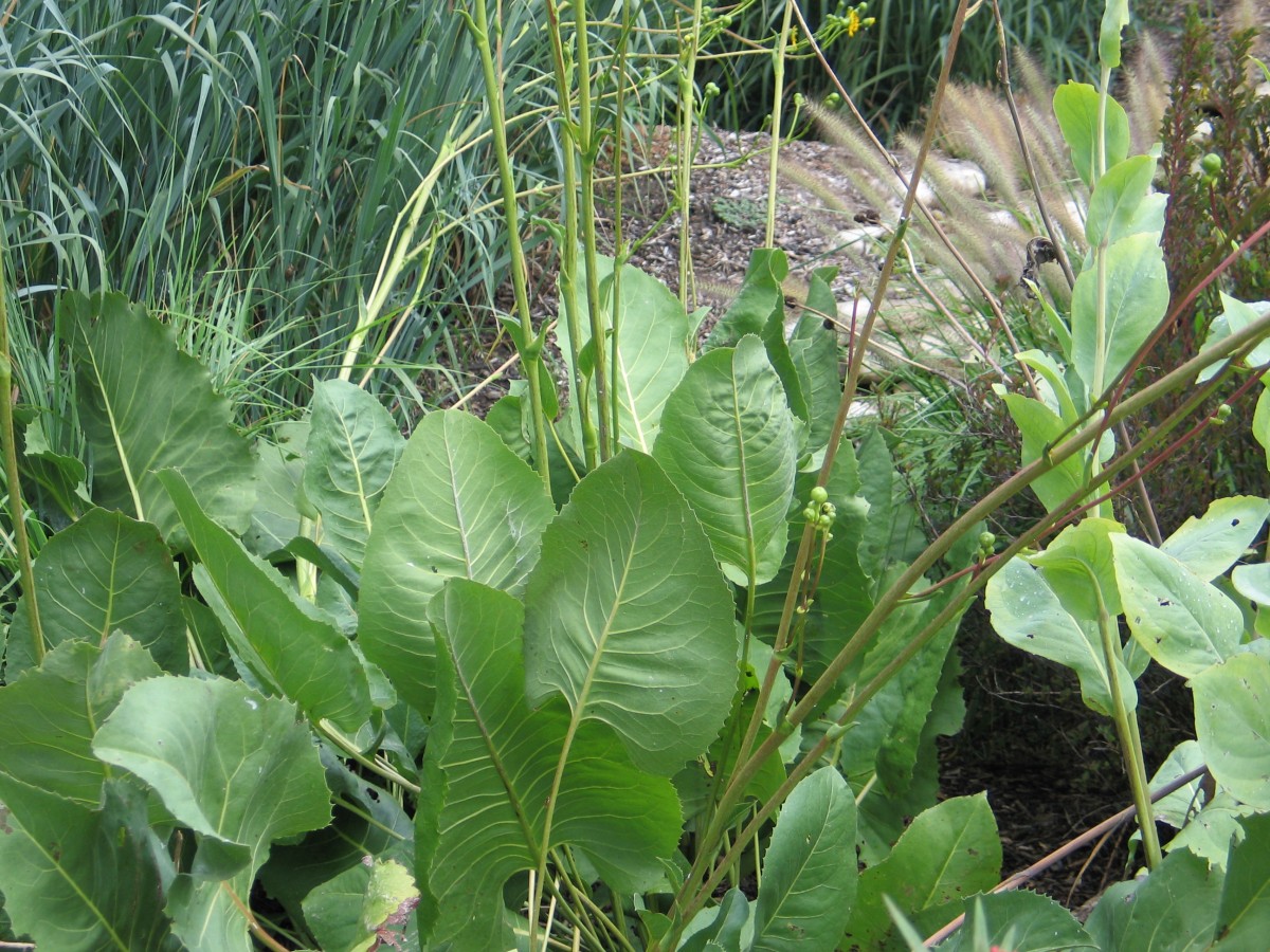 prairie dock Archives - Dyck Arboretum