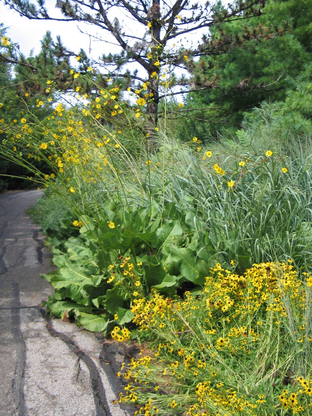 prairie dock Archives - Dyck Arboretum