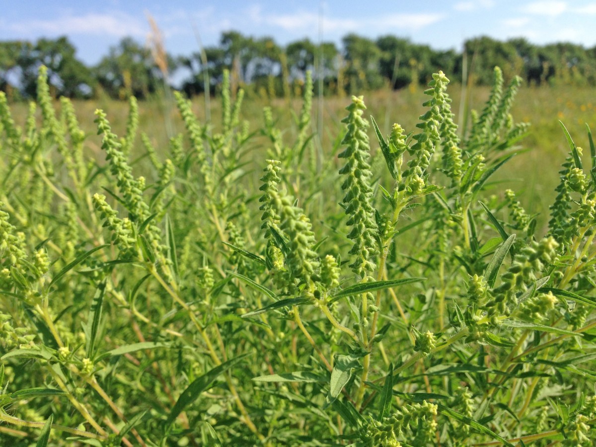 sumpweed Archives - Dyck Arboretum