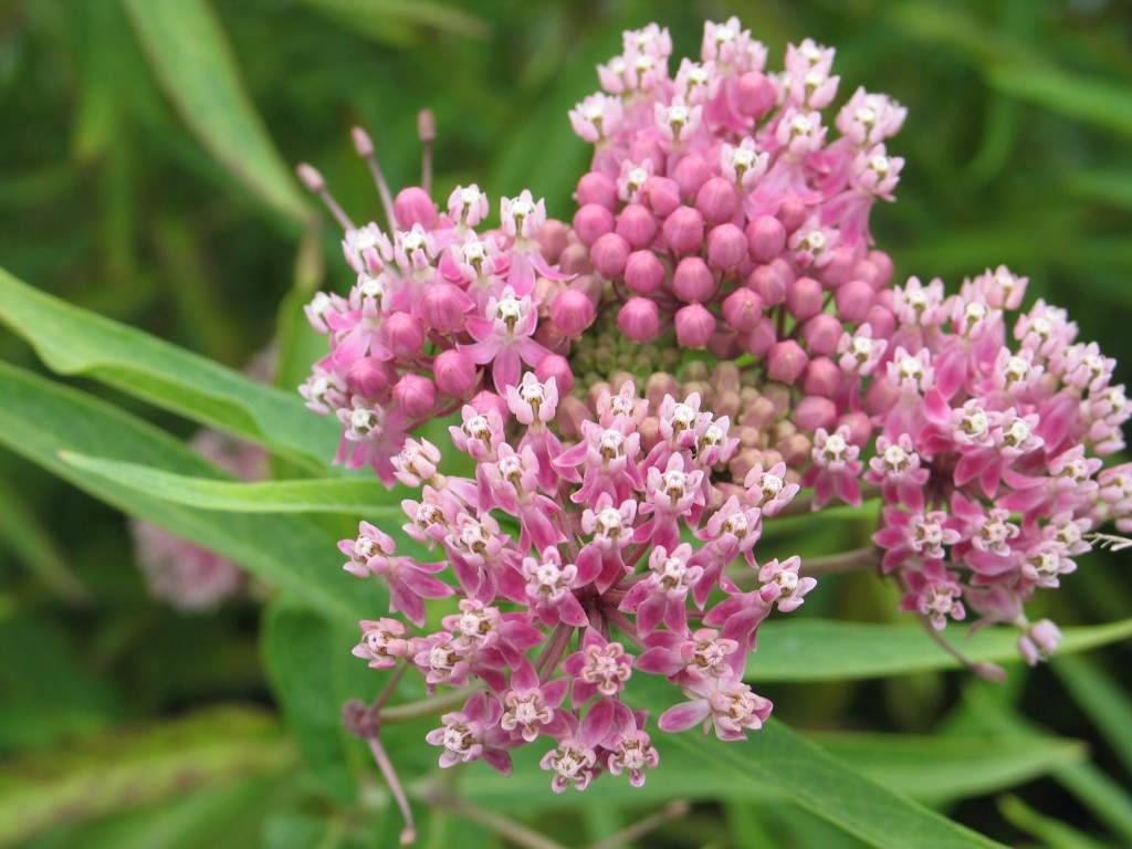 Connecting People with the Prairie - Dyck Arboretum