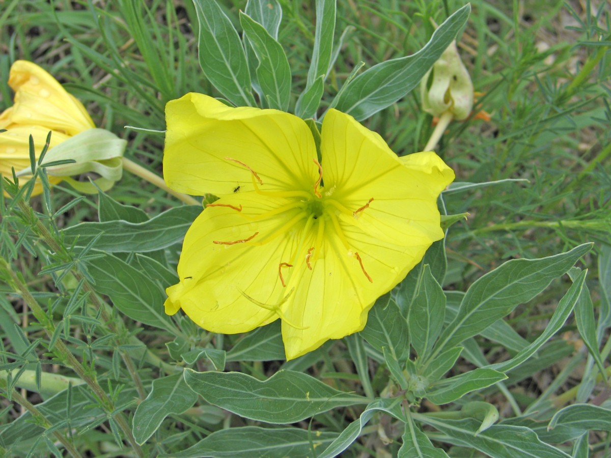 Some Prairie Garden Favorites - Dyck Arboretum