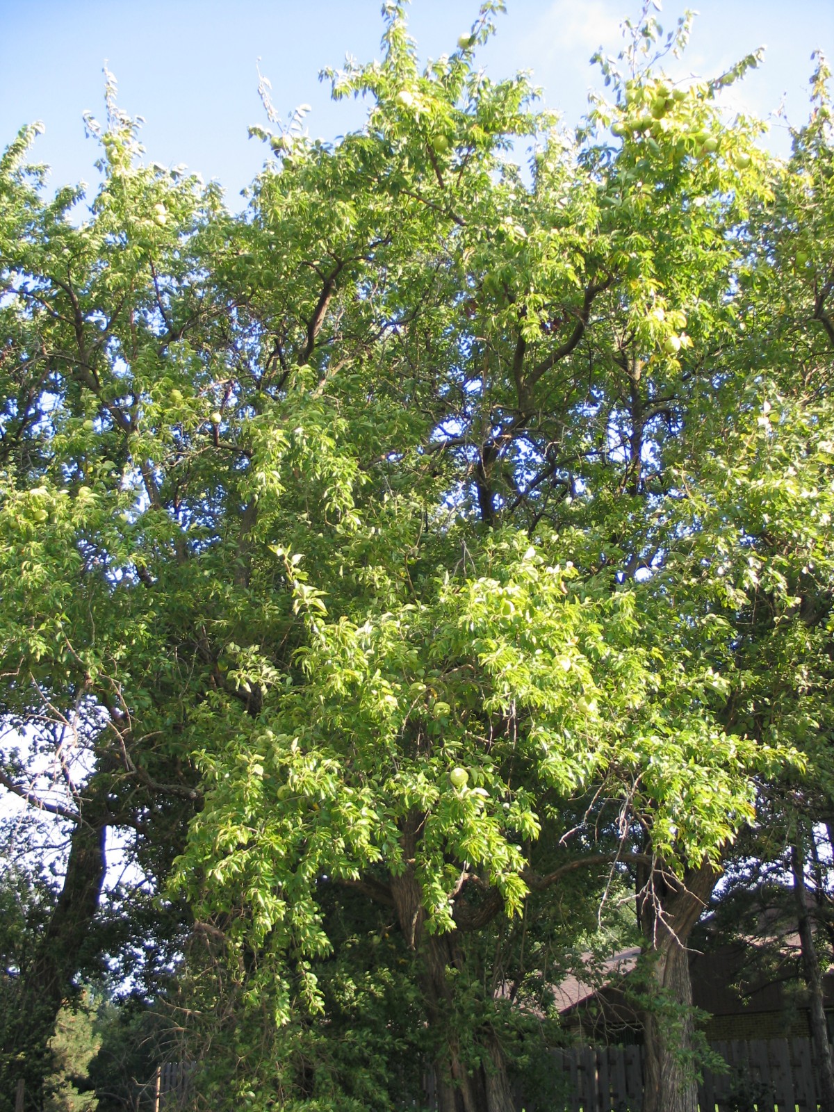 Osage Orange: A Historical Living Fence - Dyck Arboretum