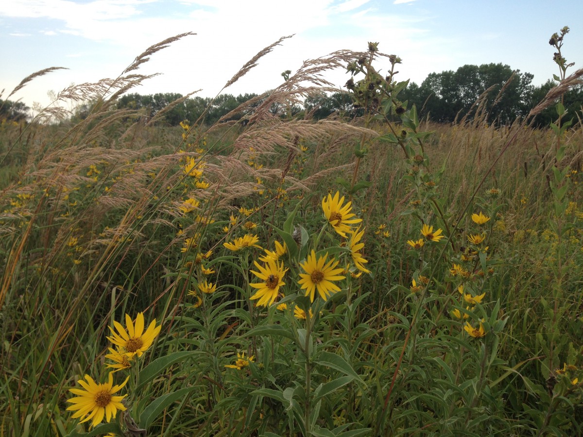 Five Reasons to Love Kansas in Autumn - Dyck Arboretum