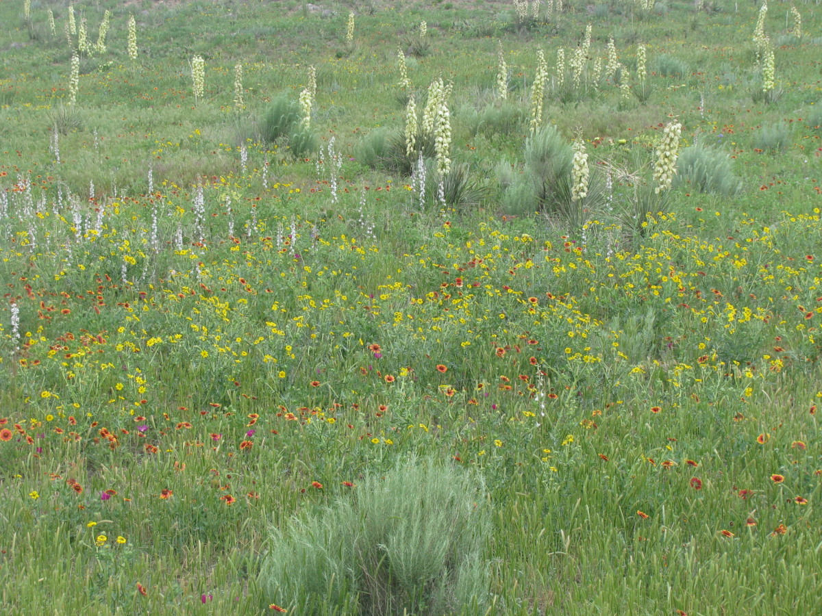 Three Benefits of Native Plant Roots - Dyck Arboretum
