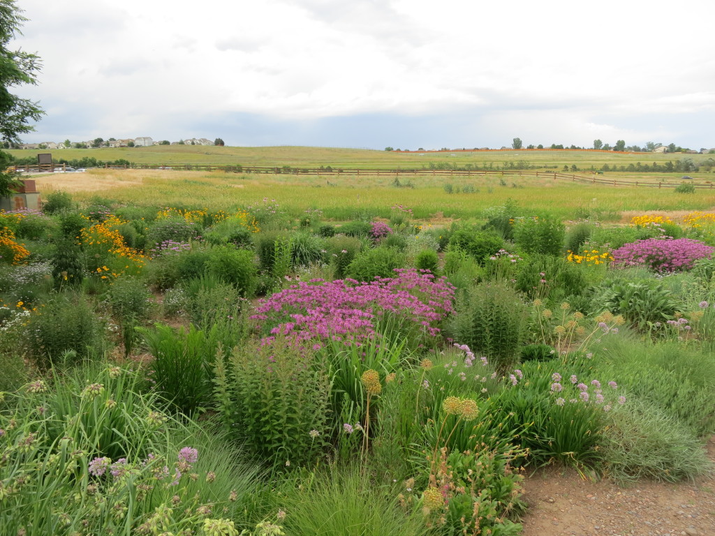 prairie pocket gardens Archives - Dyck Arboretum
