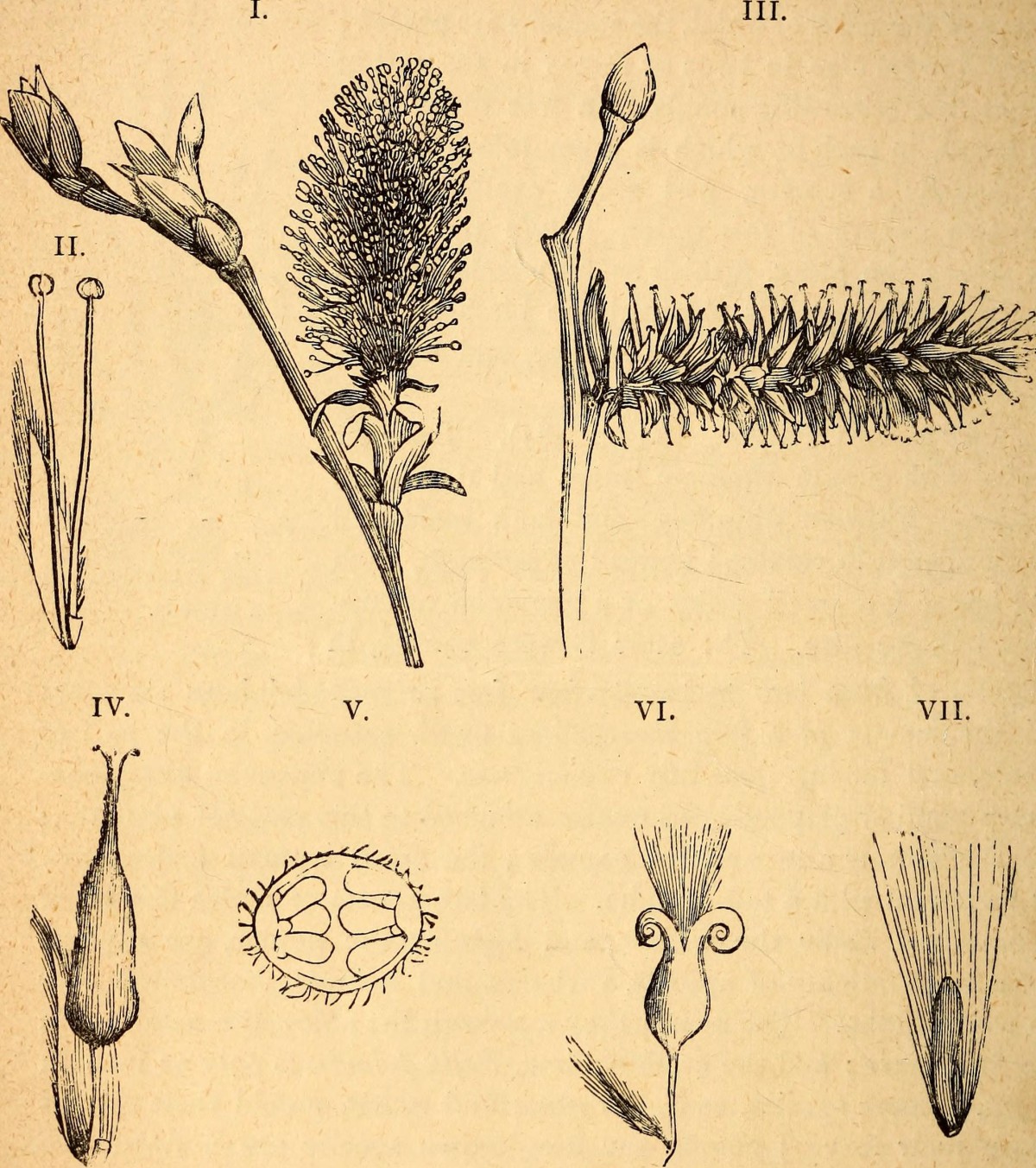 Catkins: Spring's Botanical Wonder - Dyck Arboretum
