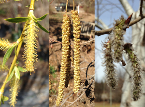 Catkins: Spring's Botanical Wonder - Dyck Arboretum