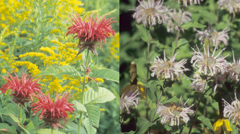 kansas native plants Archives - Dyck Arboretum