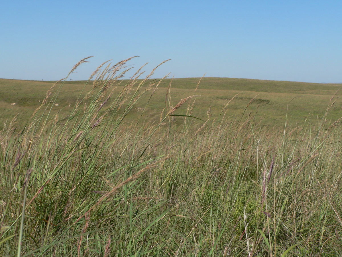 A Tale of 3 Prairies - Dyck Arboretum