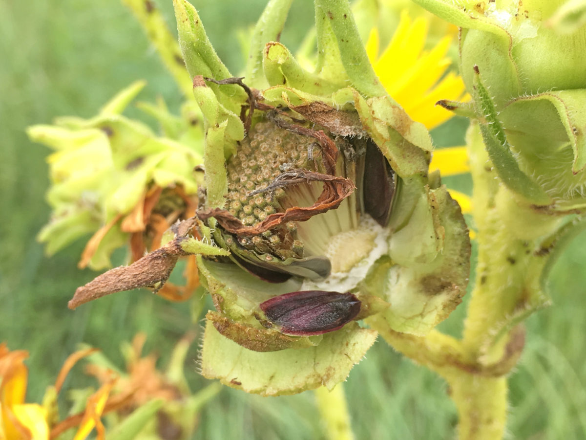 Celebrating Silphiums - Dyck Arboretum