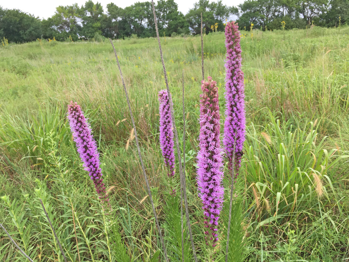 How to Add Native Plants to an Established Prairie - Dyck Arboretum