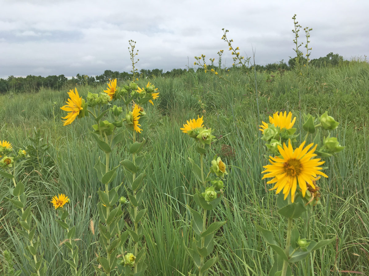 Compass Plant Archives Dyck Arboretum
