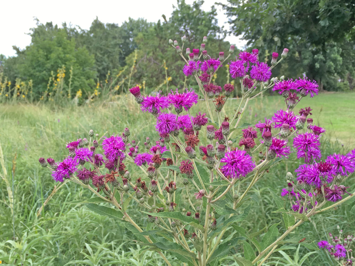 Celebrating Silphiums - Dyck Arboretum