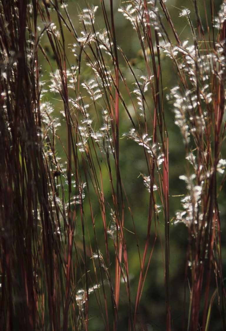 Little Bluestem Varieties - Dyck Arboretum