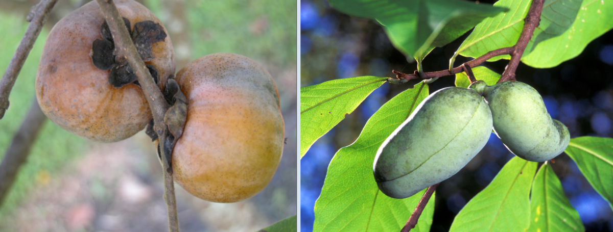 Landscape Design Archives - Dyck Arboretum