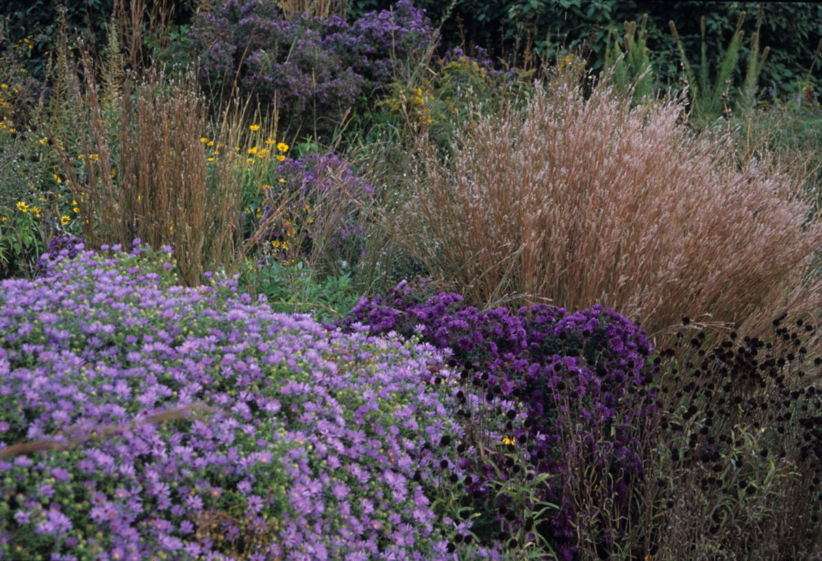 Wildflowers Archives - Dyck Arboretum