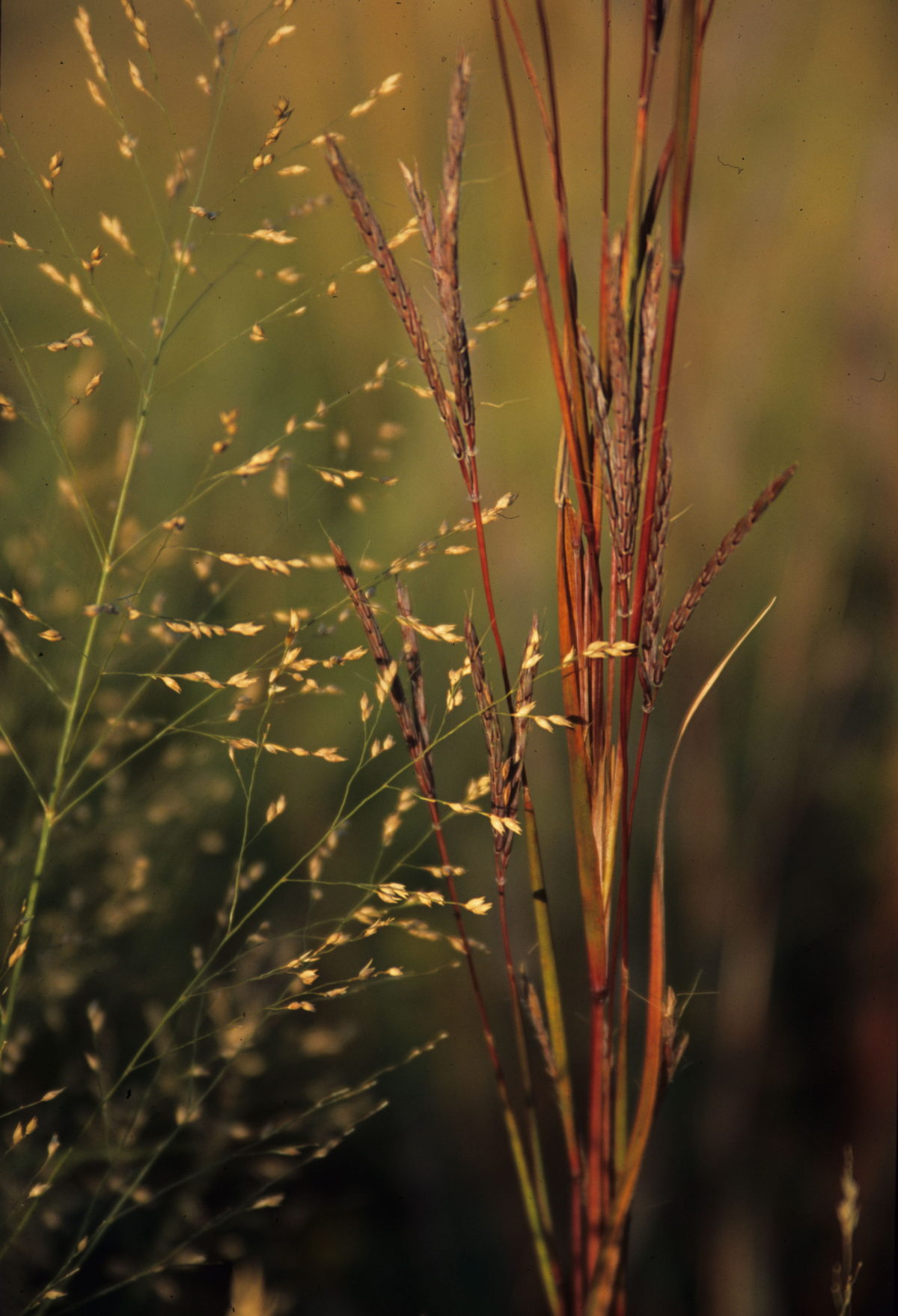 Native Grasses in the Garden - Dyck Arboretum