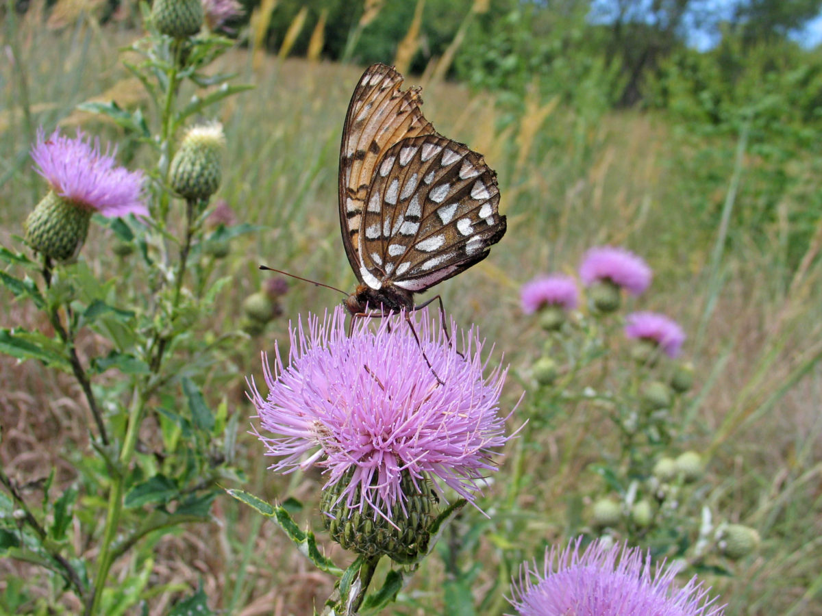 Embrace Thistles - Dyck Arboretum