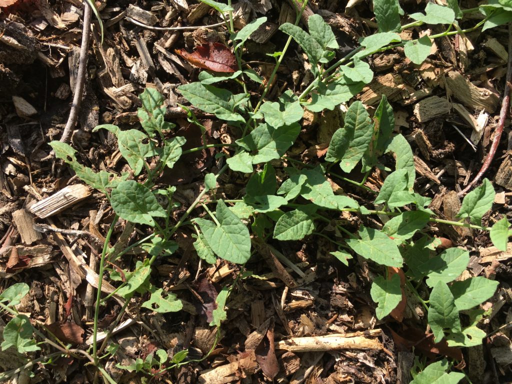 Problem Weeds: Best Management Practices - Dyck Arboretum