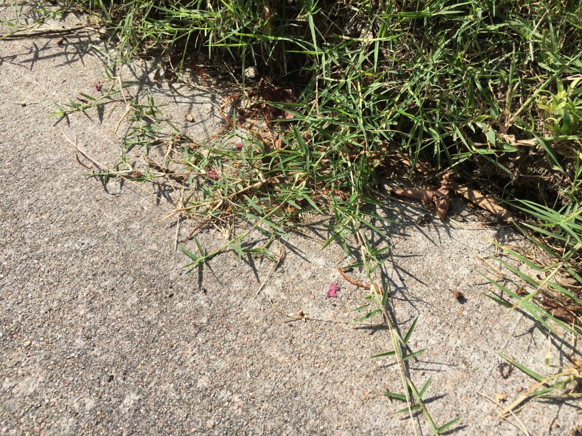 Problem Weeds: Best Management Practices - Dyck Arboretum