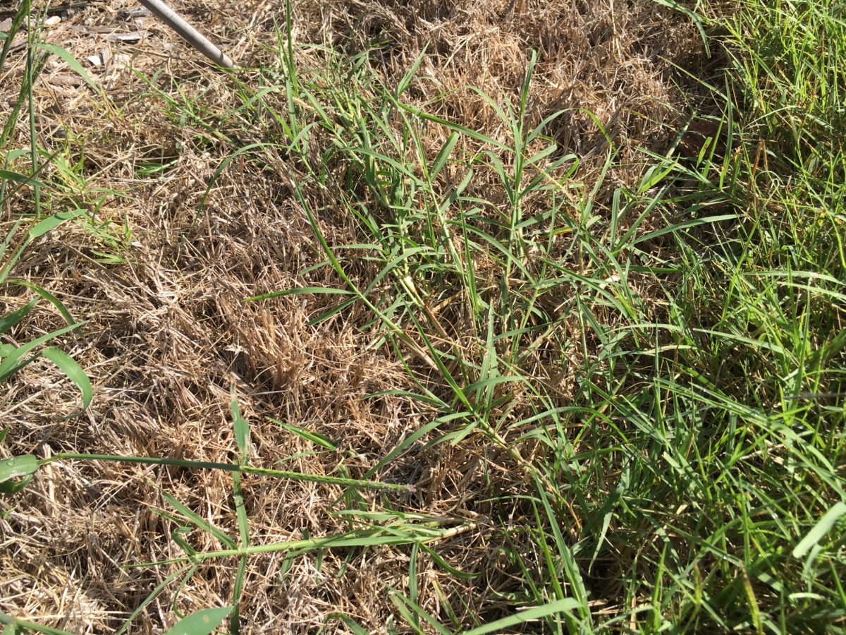 Problem Weeds: Best Management Practices - Dyck Arboretum