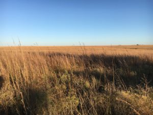 Autumn Prairie: Like Nothing I Have Ever Seen - Dyck Arboretum