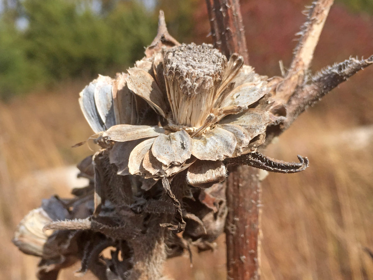 Seeds for the Future - Dyck Arboretum