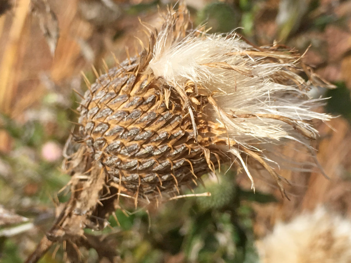 Seeds for the Future - Dyck Arboretum