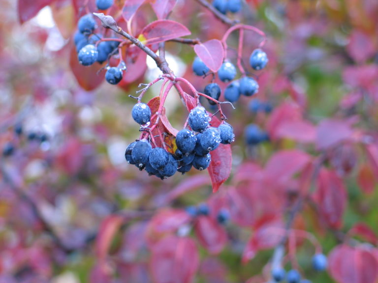 Kansas trees Archives - Dyck Arboretum