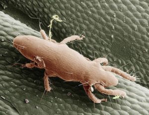 Pest Profile: Oak Leaf Itch Mites - Dyck Arboretum