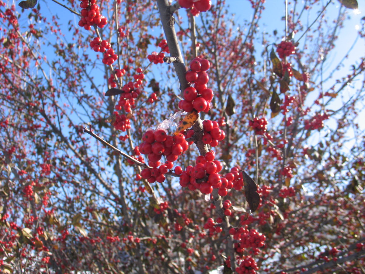 deciduous holly Archives - Dyck Arboretum