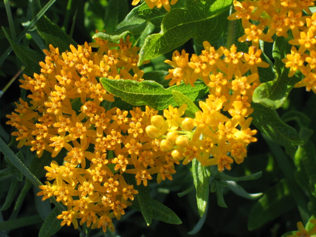 Butterfly Milkweed-2017 Perennial Plant of the Year™ - Dyck Arboretum