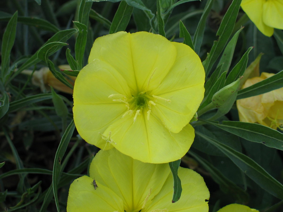 Six Native Groundcovers That Thrive in the Sun - Dyck Arboretum