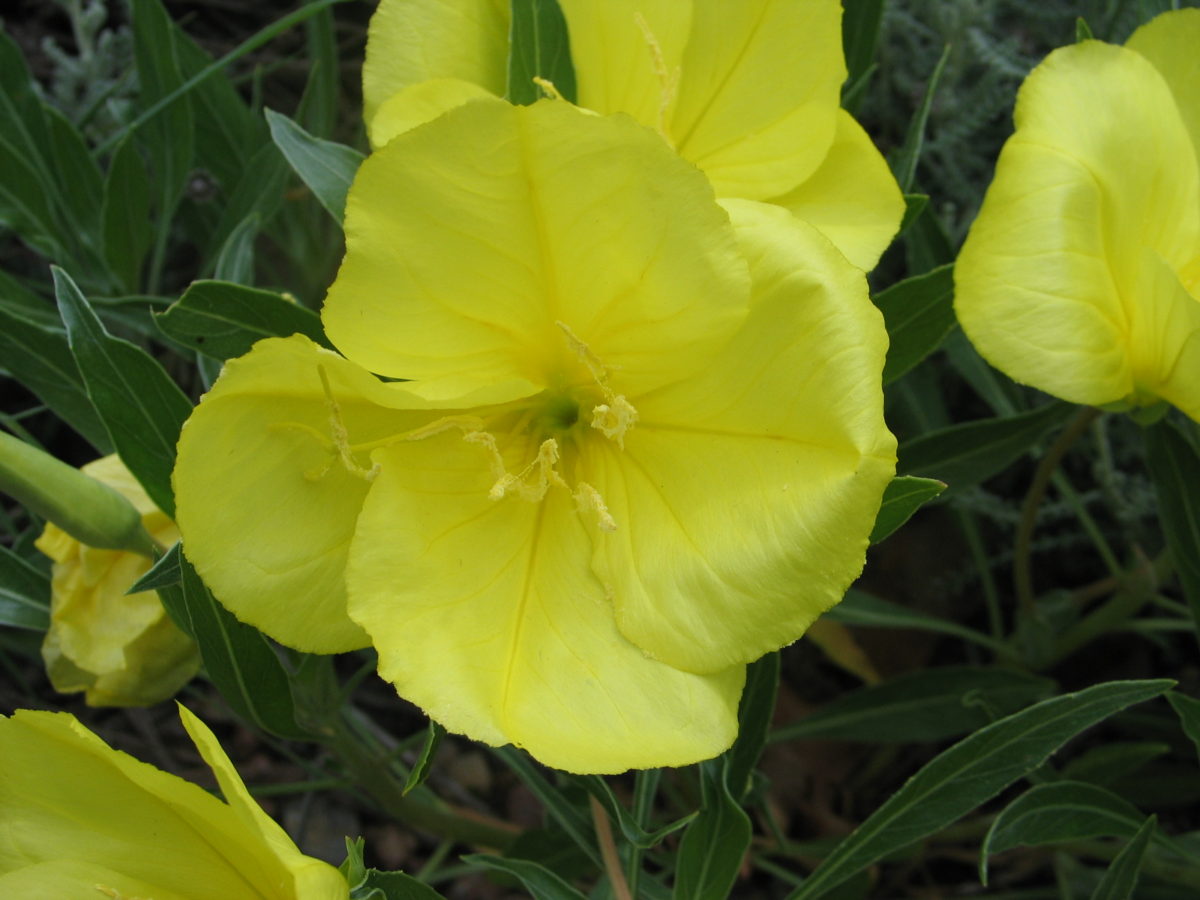 Continuous Color in Your Prairie Garden - Dyck Arboretum